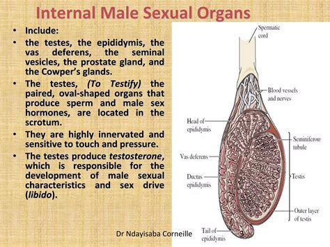 Anatomy Of The Male Internal Genitalia Pptx