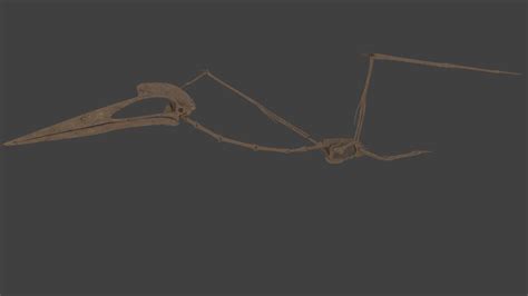 Hatzegopteryx Skeleton