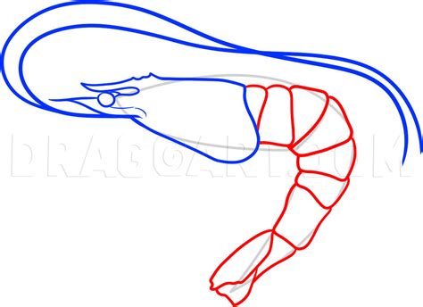 How To Draw A Shrimp Drawing Step By Step By Dawn DragoArt