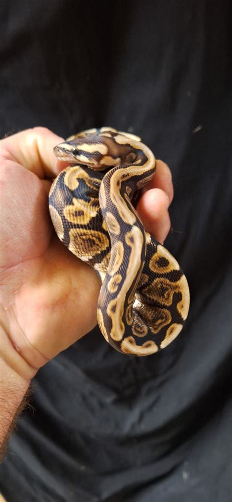 Female Ghi Spot Nose Ball Python Reptile Mart