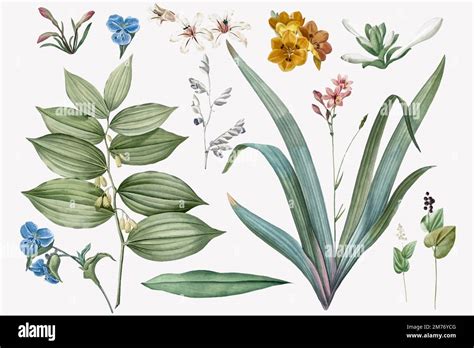 Botany Illustrations Stock Vector Images Alamy