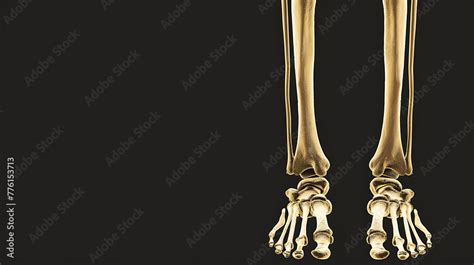 Human Skeleton Tibia And Fibula Bone Anatomy With Space For Text Background Generative Ai Stock