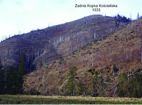 The Geomorphological Impact Of Tree Uprooting After A Foehn Wind