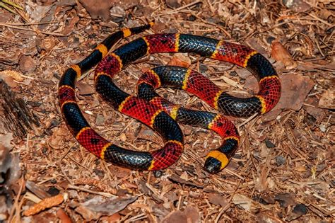 Eastern Diamondback Rattlesnake Identification Habitat Safety Tips