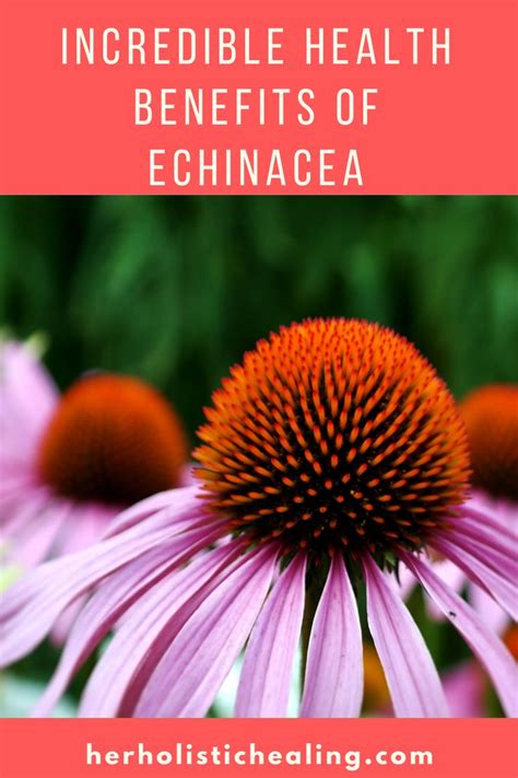 Echinacea Benefits En Espanol At Sandra Galvez Blog