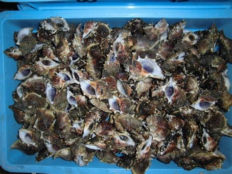 ミヤコボラ貝は南泉州では沖サザエといいます 泉州塩ワカメ