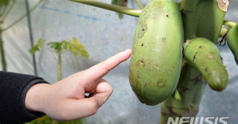 대구서 열대과일 파파야 열려