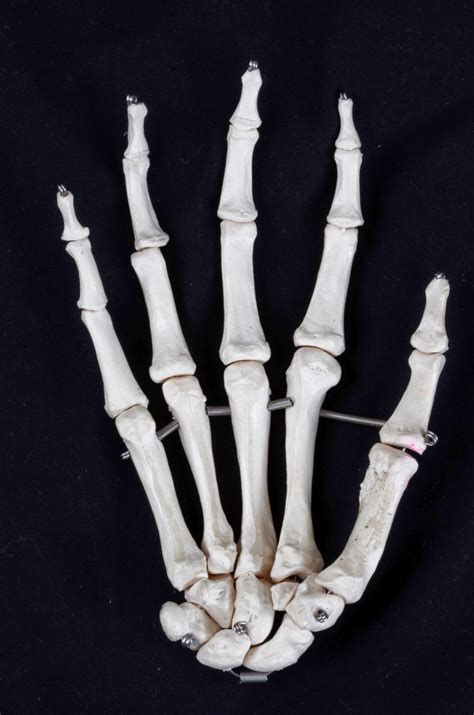 Aandp1 Carpal Bones Metcarpals Phalanges Diagram Quizlet