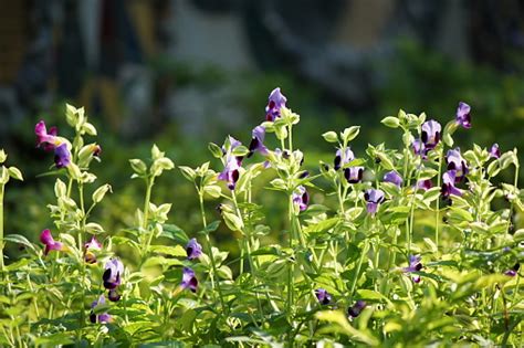 녹색 잔디에 보라색 팬 지 꽃입니다 낙관적인 여름 초원 풍경입니다 여름 정원에서 개화 꽃입니다 보라색과 노란색 꽃잎을 가진 작은 데이지 화 단에서 겸손 한 꽃입니다 밝은 봄