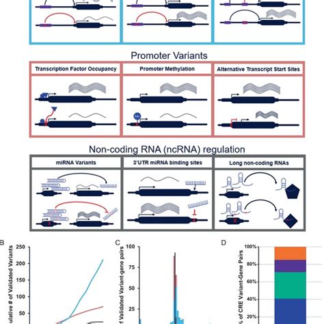non coding variants regulate 252 target genes through diverse