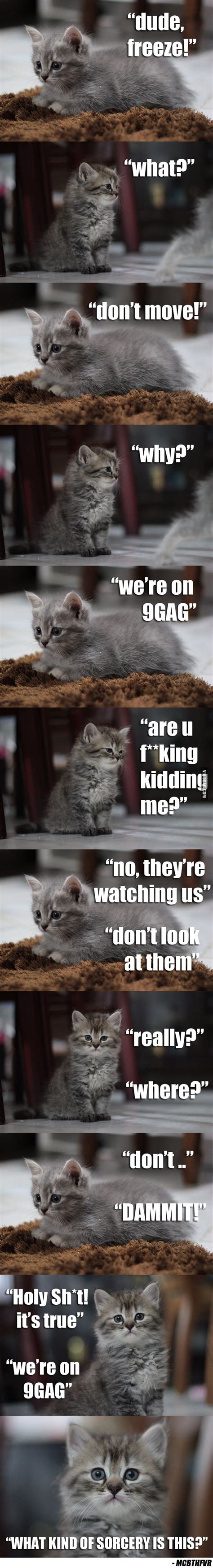 My Kittens 9gag