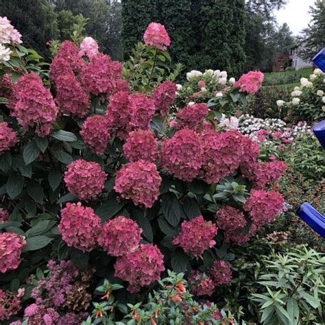 Hydrangea Fire Light Buy Hydrangea Hardy Shrubs Online Hydrangea Landscaping Panicle