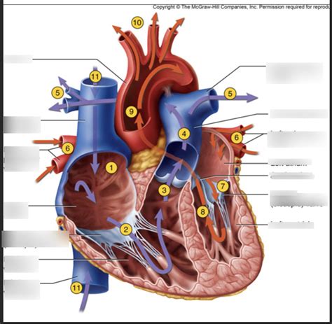 Anatomy 2 Lab Exam 1 Heart Diagram Quizlet