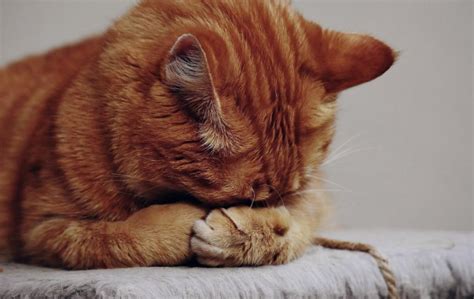 Understanding Cat Nasal Polyps Symptoms Treatment And Prognosis Puainta®