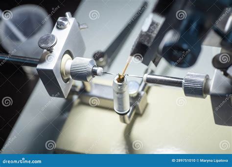 Solid Queen Bee Artificial Insemination Instrument Breeding Purebred Honey Bees Stock Photo