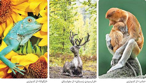 عکس سوسمار درختی برنده رقابت عکاسی جهانی شد