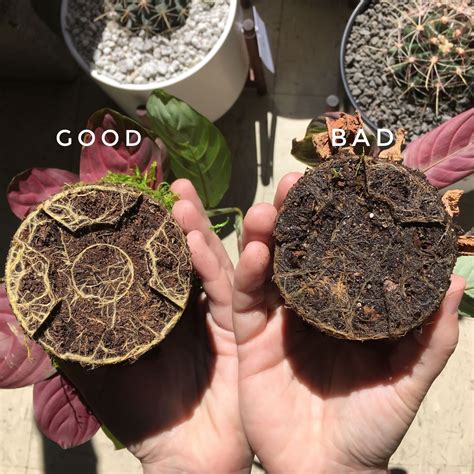 Root Rot How To Avoid It And How To Fix It — Plant Care Tips And More · La Résidence