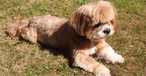 Lhasa Apso Dog Breed Complete Guide A Z Animals