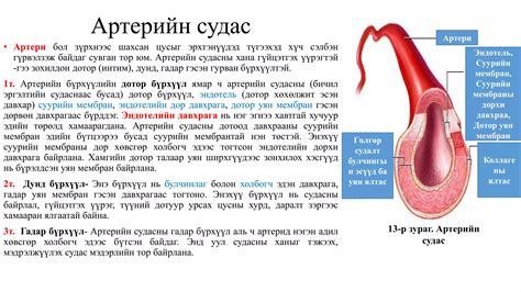 Цусны эргэлтийн эрхтэн тогтолцоо Ppt