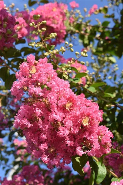 百日紅わらう朝 こまきのお花粧箱