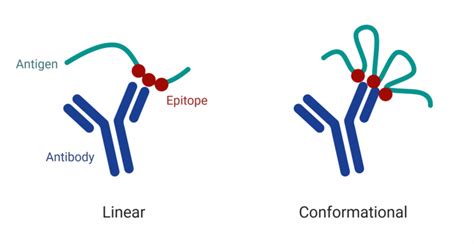 Epitope Mapping Strategies For Linear Vs Conformational Epitopes