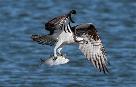 The Amazing Osprey Connecticut Forest And Park Association