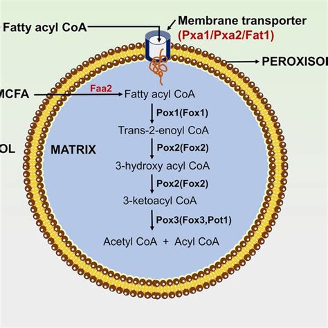 Schematic Representation Of The Peroxisomal β Oxidation Pathway In The