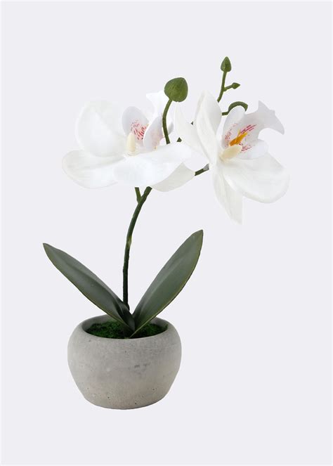 Faux Mini Orchid Plant Dobbies Garden Centres