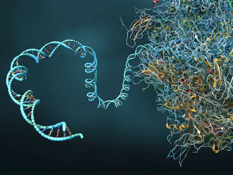 Orthogonal Validation A Multifaceted Approach To Robust Gene Function