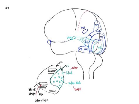 수업후기 제13회 특별한 뇌과학 6강 노트시각