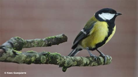 Funny Bird Names And Their Origins From Great Tits To Boobies