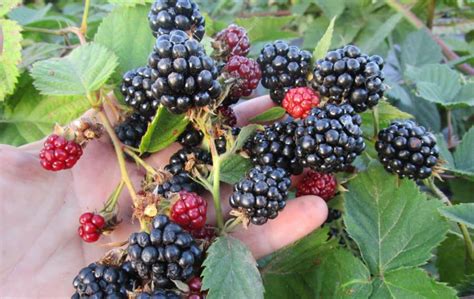 Саженцы ежевики дойл купить в Москве по цене от 990 рублей