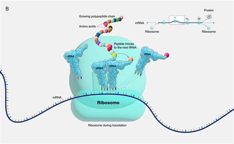 Not Just A Blueprint For Proteins The Importance Of Non Coding Rnas
