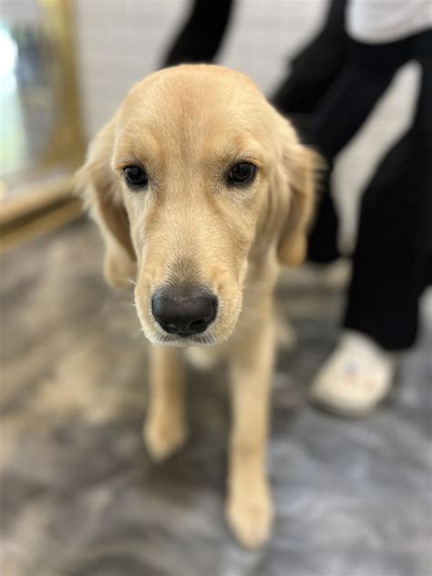 골든리트리버 쿠키 말티즈분양가격 말티푸분양가격 비숑프리제분양가격 미니비숑프리제분양가격 포메라니안분양가격 푸들분양가격 토이푸들분양