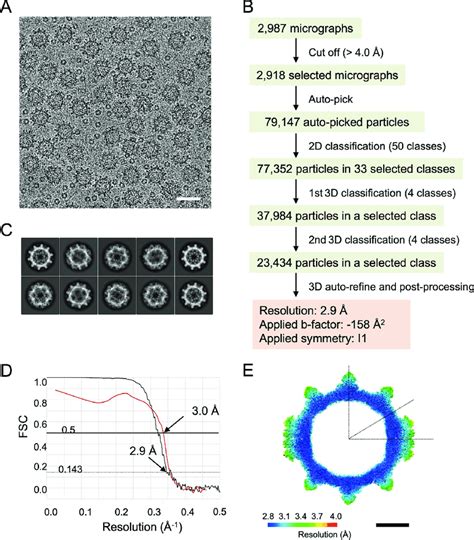 Cryo EM Data Collection And Processing A Representative Cryo EM Download Scientific Diagram
