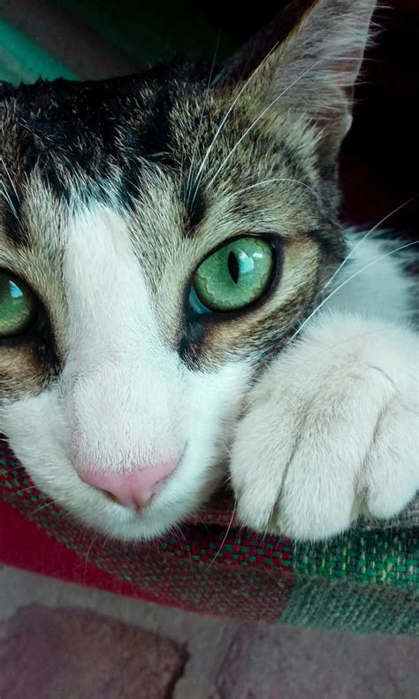 Violet Viole Moreira Twitter