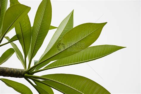 叶高清图片下载 正版图片501504967 摄图网
