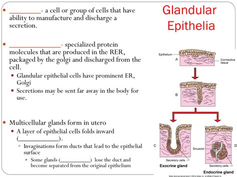 Pseudostratified Epithelium Function