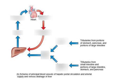 Hepatic Portal System Diagram Quizlet