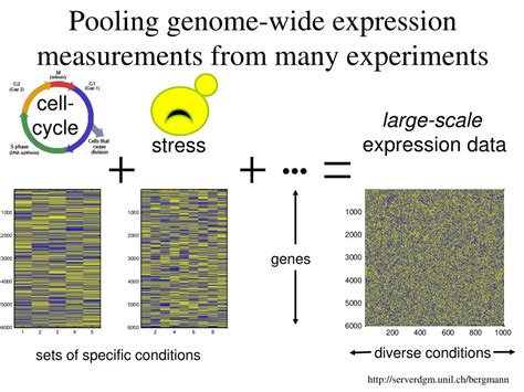 Ppt Biclustering Algorithms For Biological Data Analysis Powerpoint Presentation Id320698