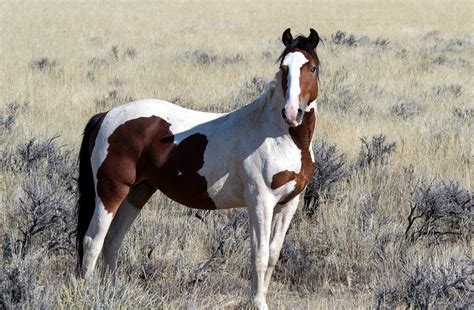 The American Quarter Horse Americas Most Popular Breed