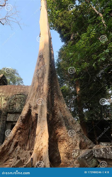 Tree With Massive Root System Royalty Free Stock Image CartoonDealer Com 13166002