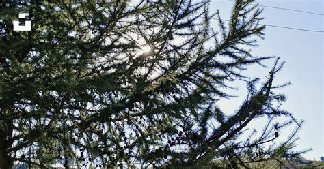 푸른 하늘을 배경으로 한 들판의 나무 사진 Unsplash의 무료 태양 이미지