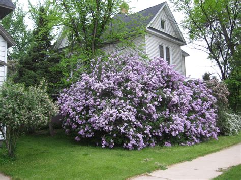 Pinecones And Roses Lilac Time Lilac Bushes Lilac Tree Flowering