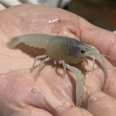 បង្រៀនចិញ្ចឹមមិនគិតប្រាក់ទេ កសិដ្ឋានបង្កងនាគ ផ្សារកំចាយមារ Facebook