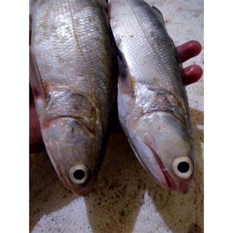 Jual Ikan Kuro Senangin Fresh Frozen 1kg Segar Fresh Bergaransi
