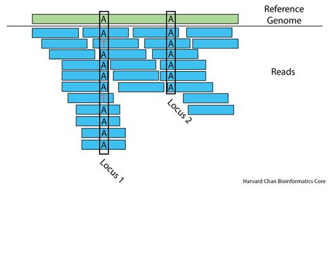 Introduction Into Variant Analysis Variant Analysis