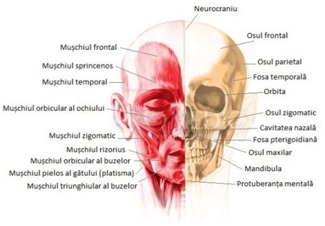Mușchii Feței Anatomie Si Fiziologie