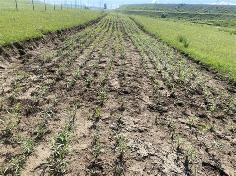 ОРХОН Ойн генетик нөөцийн төв 7 га газарт мод тарьж цэцэрлэгт хүрээлэн байгуулна Хүнсний хувьсгал