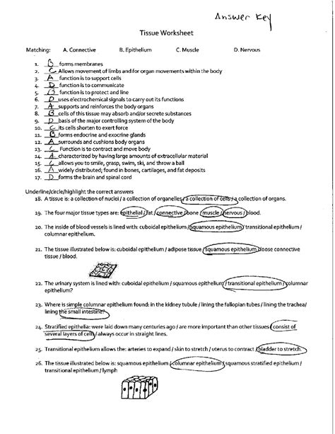 Tissues Worksheet With Answer Key Exercises Anatomy Docsity